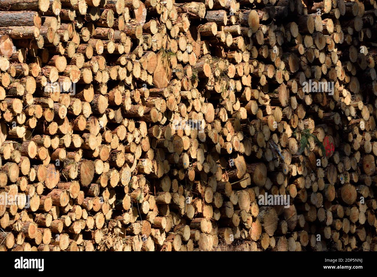 wood piles stacked on the road waiting for export Stock Photo - Alamy