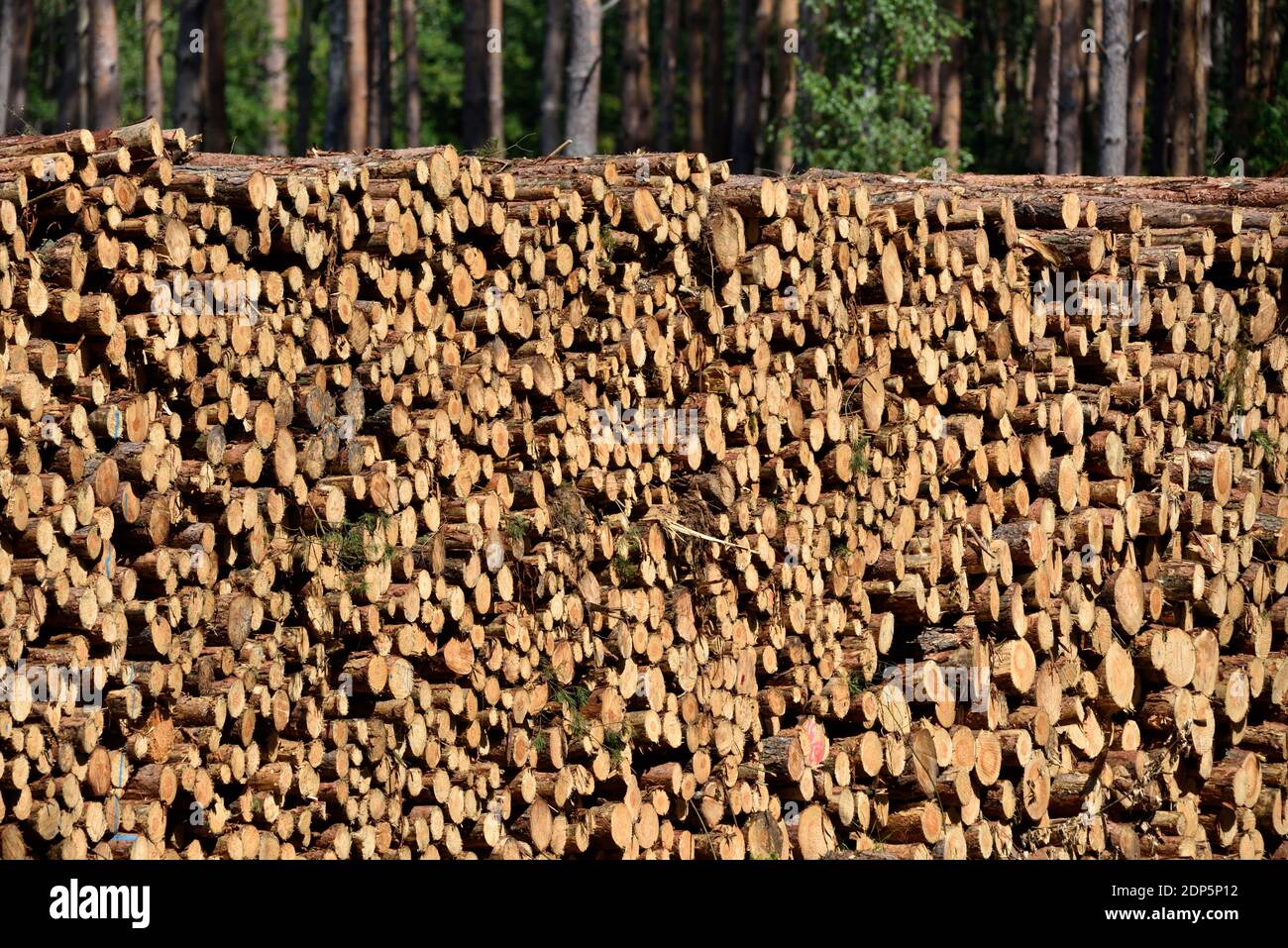 wood piles stacked on the road waiting for export Stock Photo - Alamy