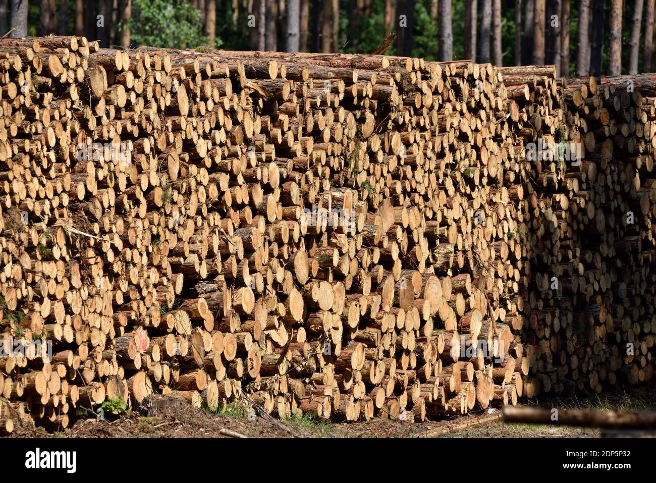 wood piles stacked on the road waiting for export Stock Photo - Alamy