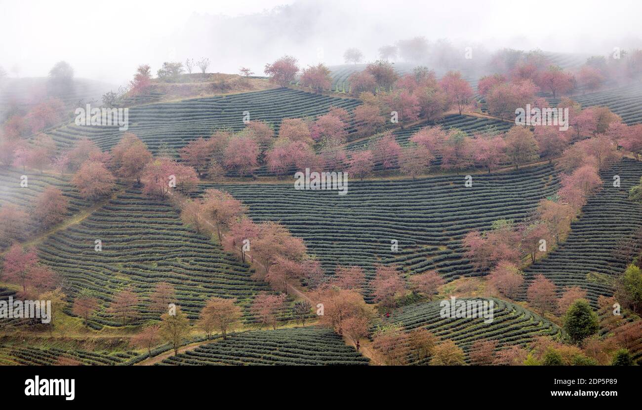 O long tea hill hi-res stock photography and images - Alamy