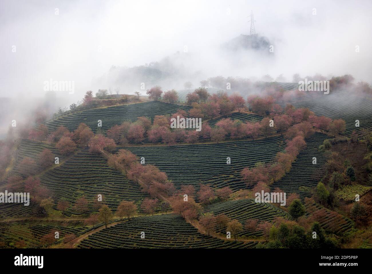 afternoon clouds on o Long tea hill Stock Photo - Alamy