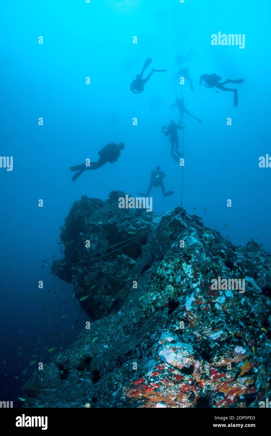 Underwater canary island marine life hi-res stock photography and ...