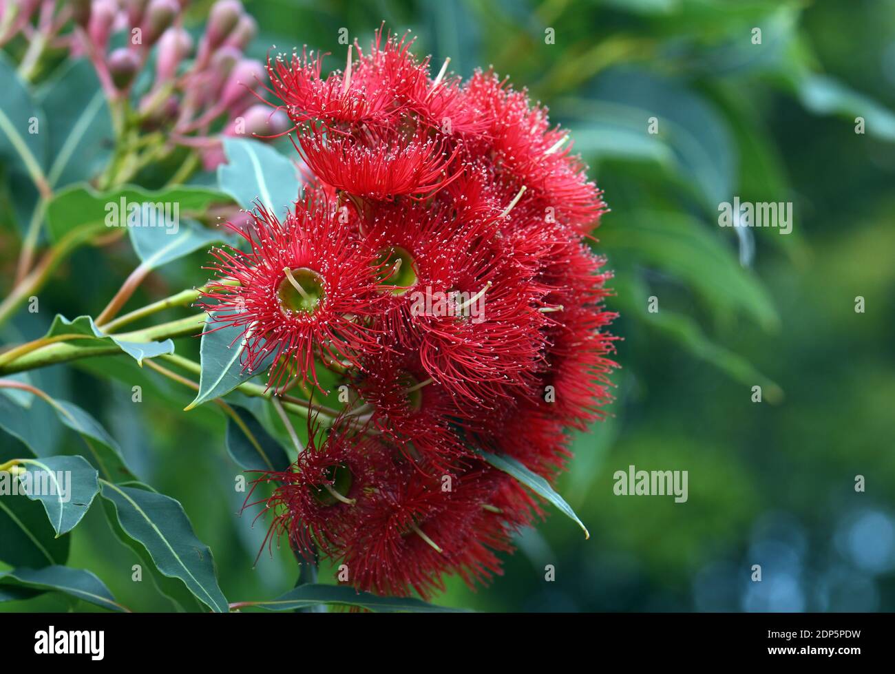 Australian native flowering tree hi-res stock photography and images ...