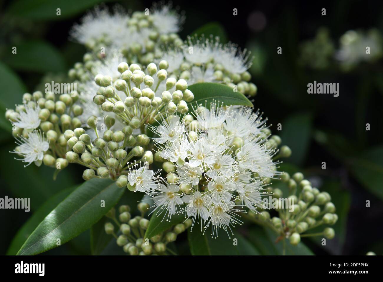 White flowers and buds of the Australian native Lemon Myrtle ...