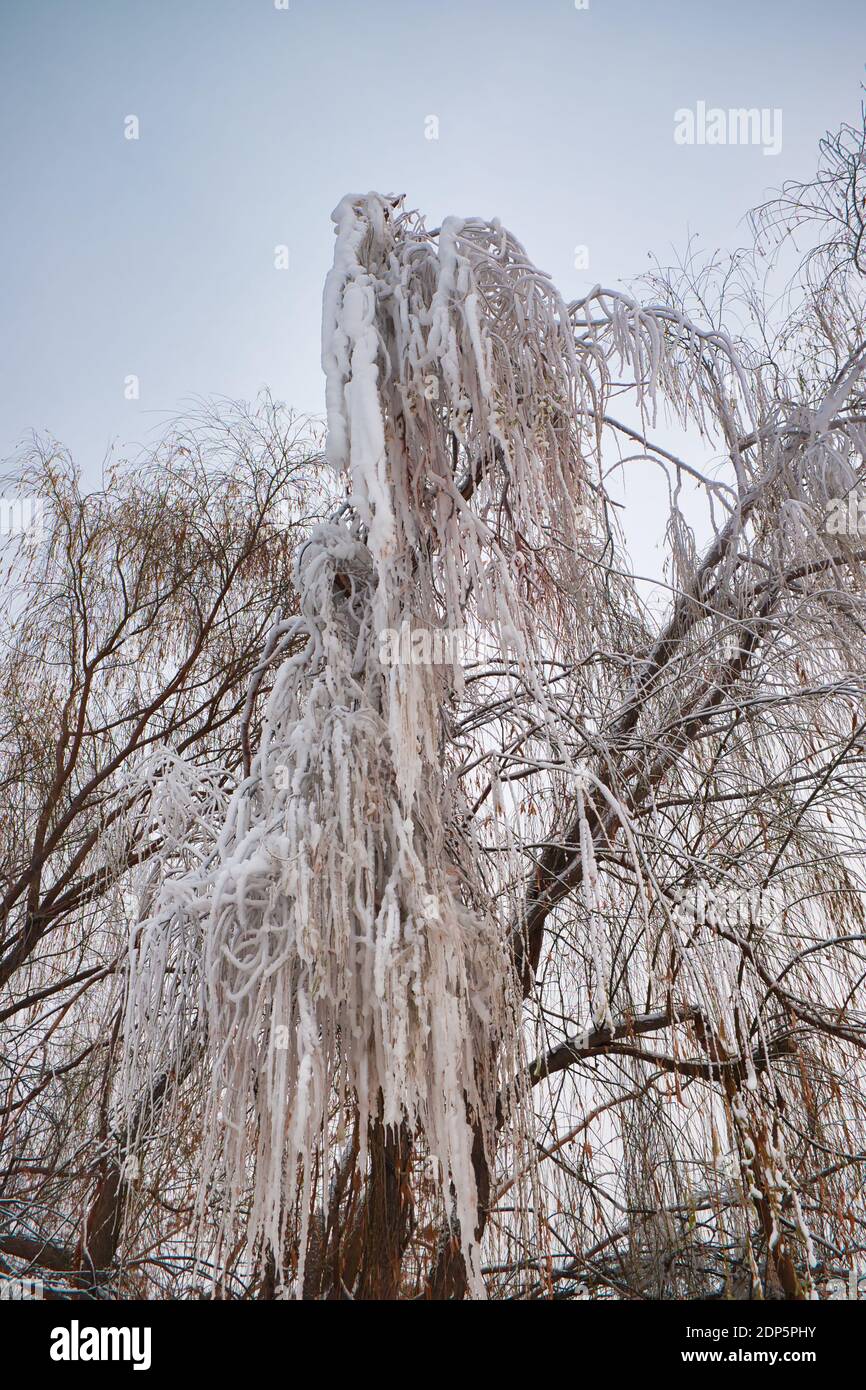 Frozen tree hi-res stock photography and images - Alamy