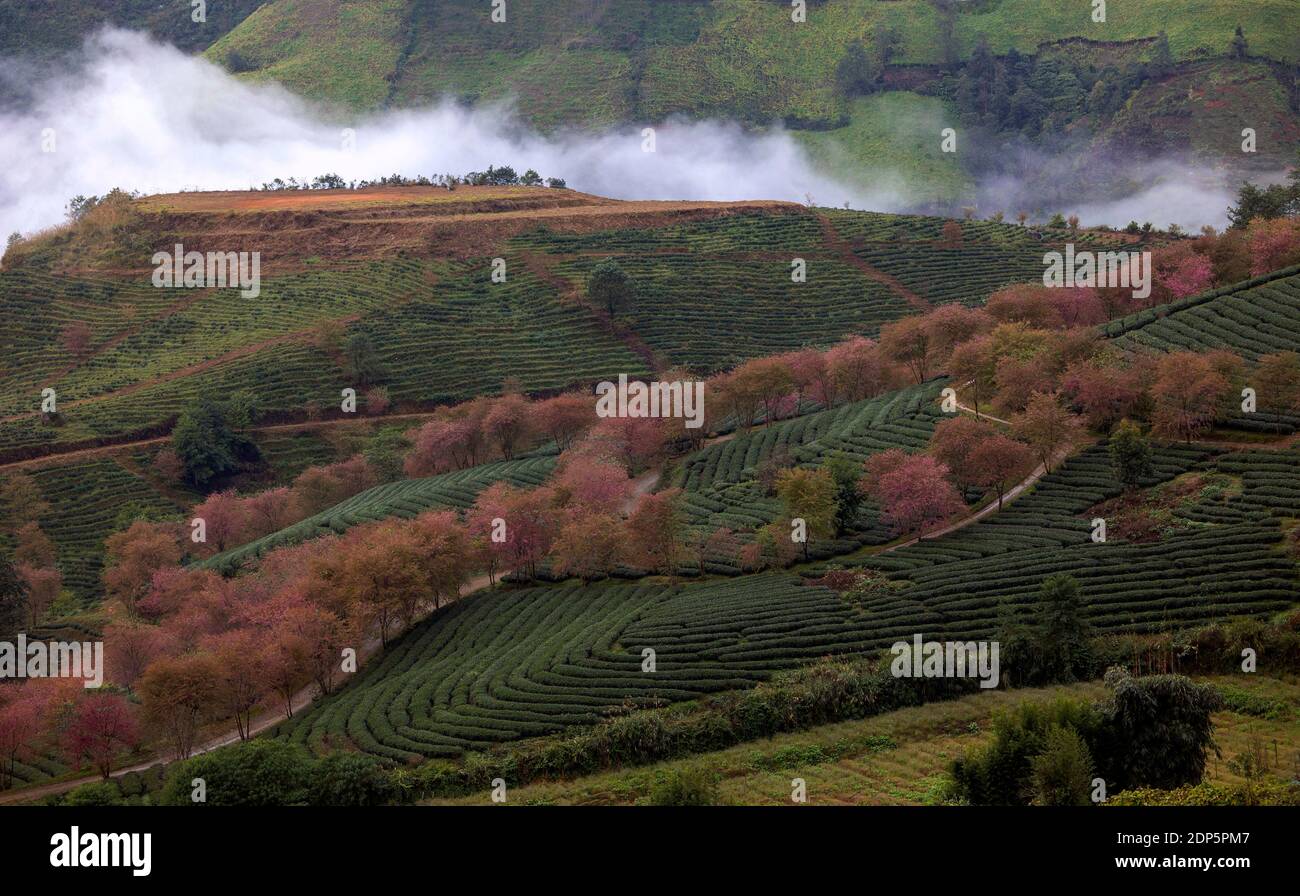 White clouds on a tea hill Stock Photo - Alamy