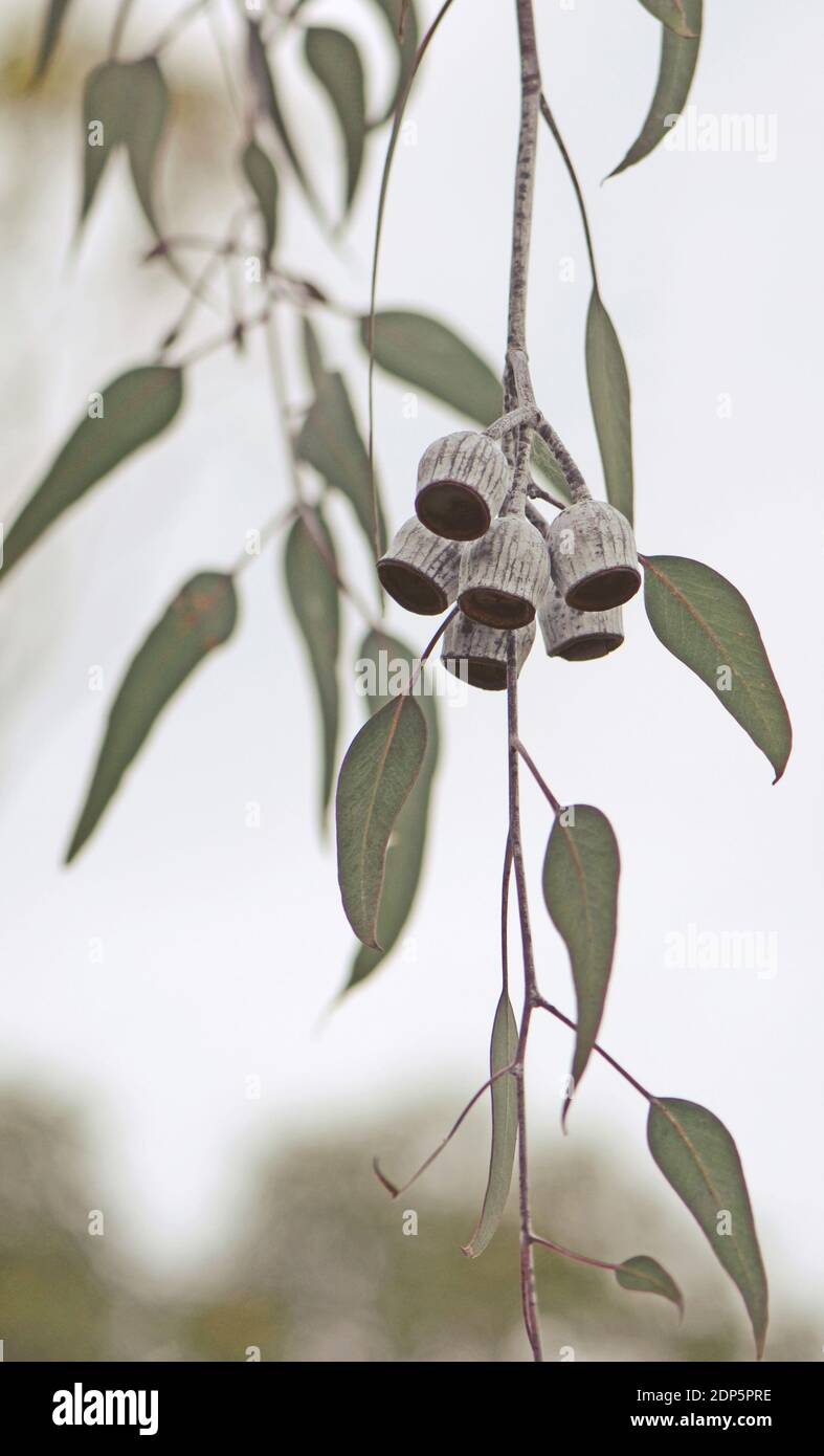 Flowering gum eucalyptus caesia hi-res stock photography and images - Alamy