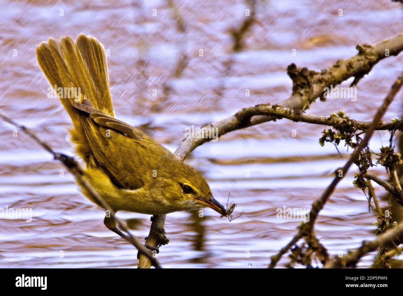 Bug eating bird hi-res stock photography and images - Alamy