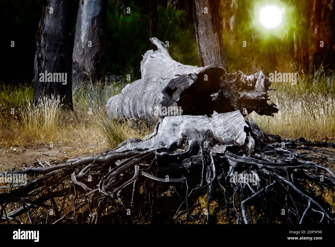 Australia moon bird hi-res stock photography and images - Alamy