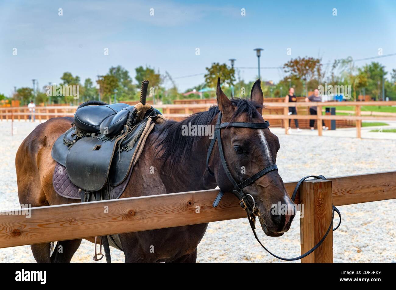 Horse standing still hi-res stock photography and images - Alamy