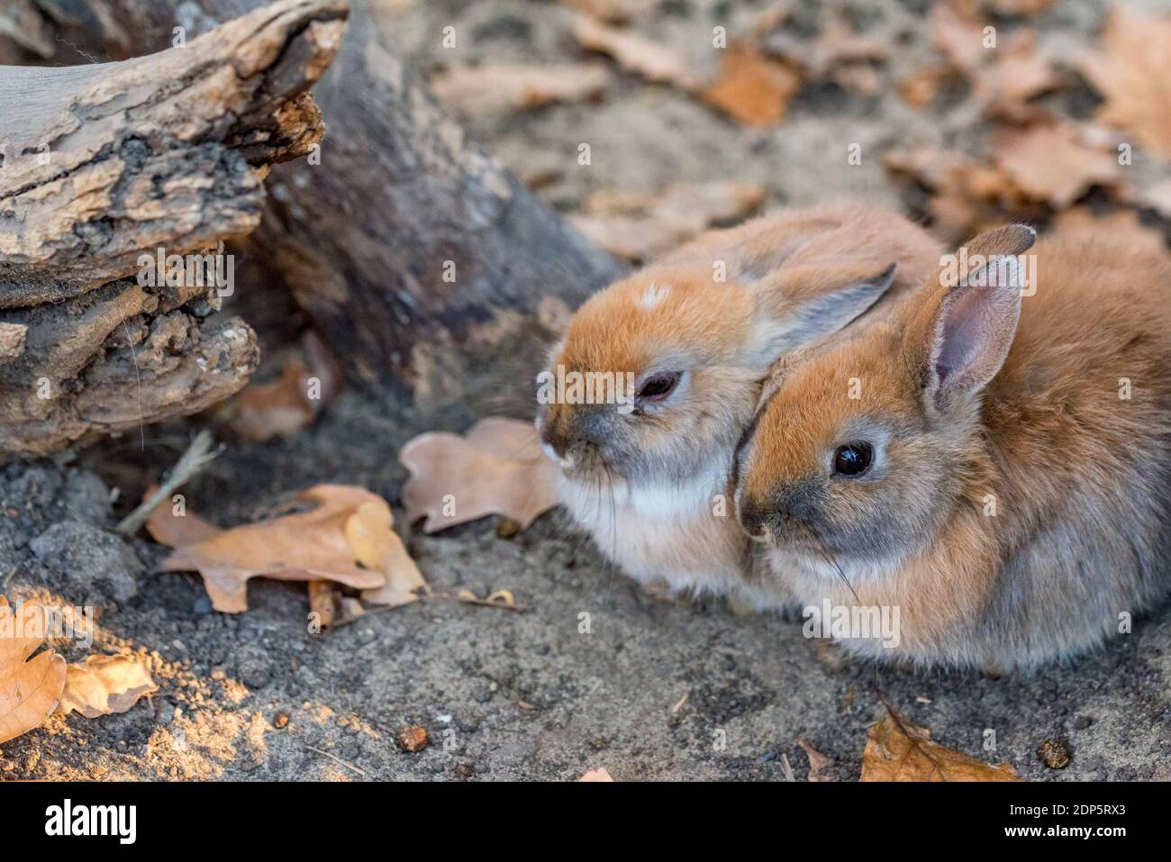 Pictures rabbits hi-res stock photography and images - Alamy