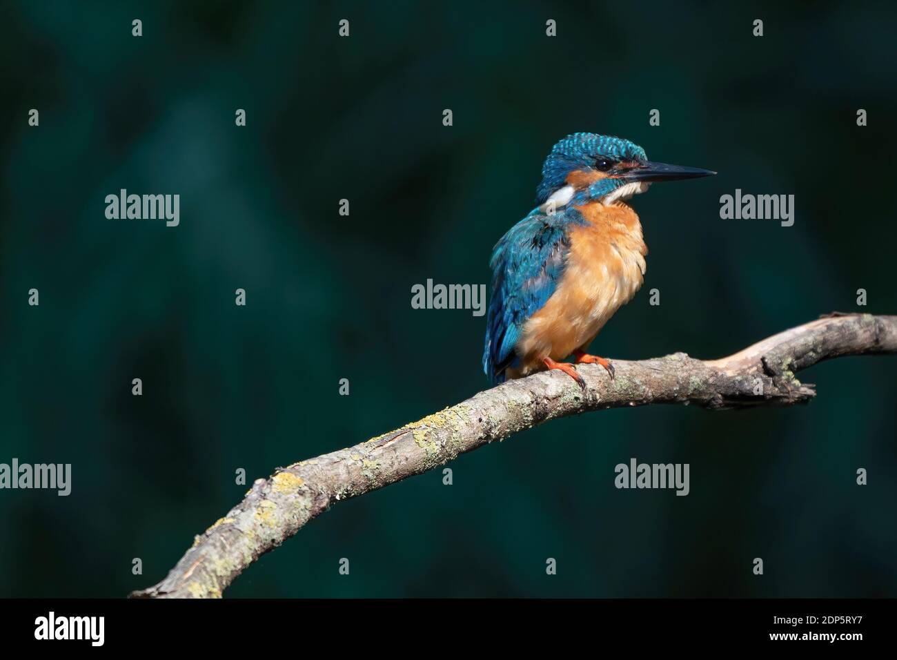 Beautiful blue Kingfisher bird, male Common Kingfisher, sitting on a ...