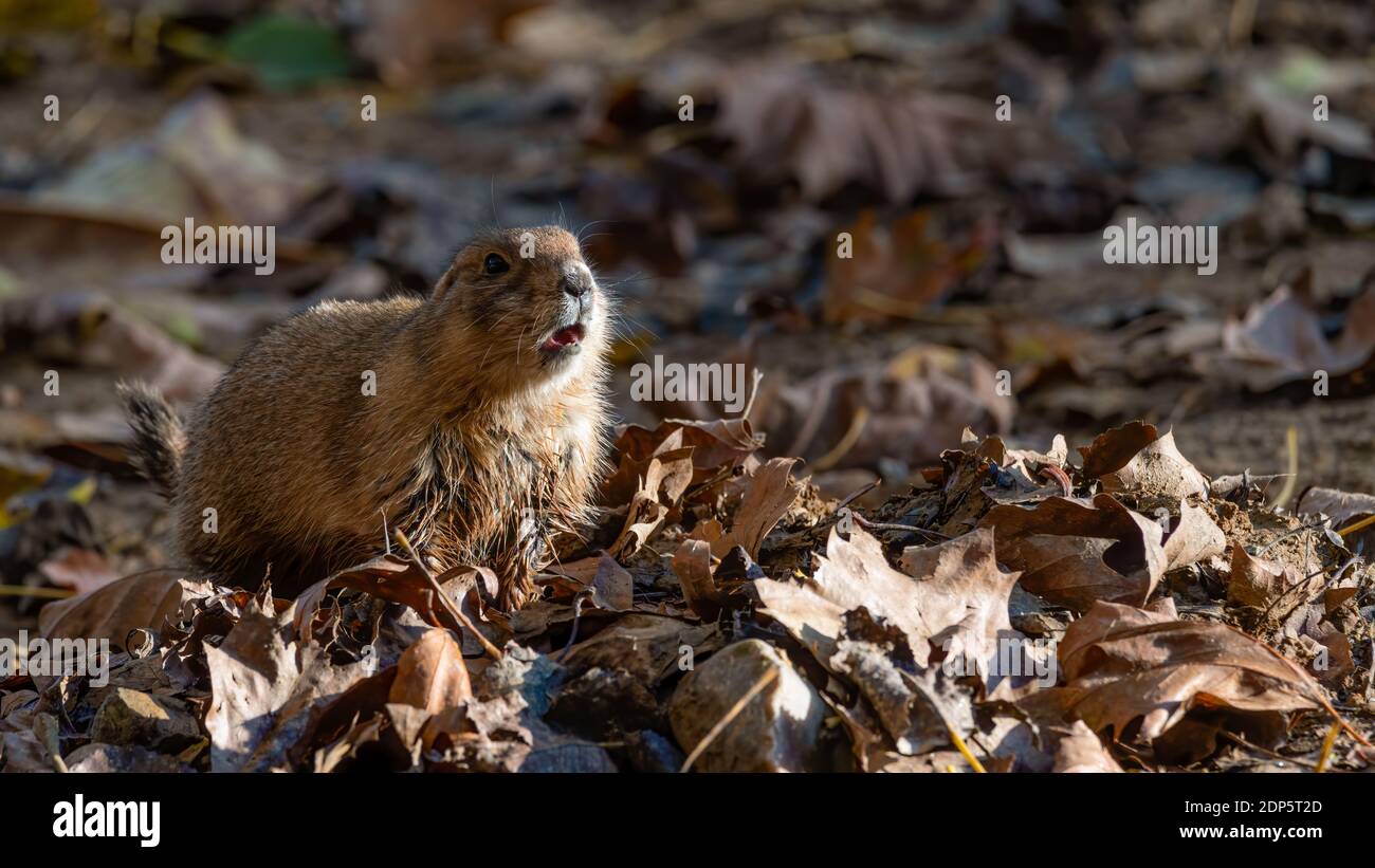 Murmeltier hi-res stock photography and images - Alamy