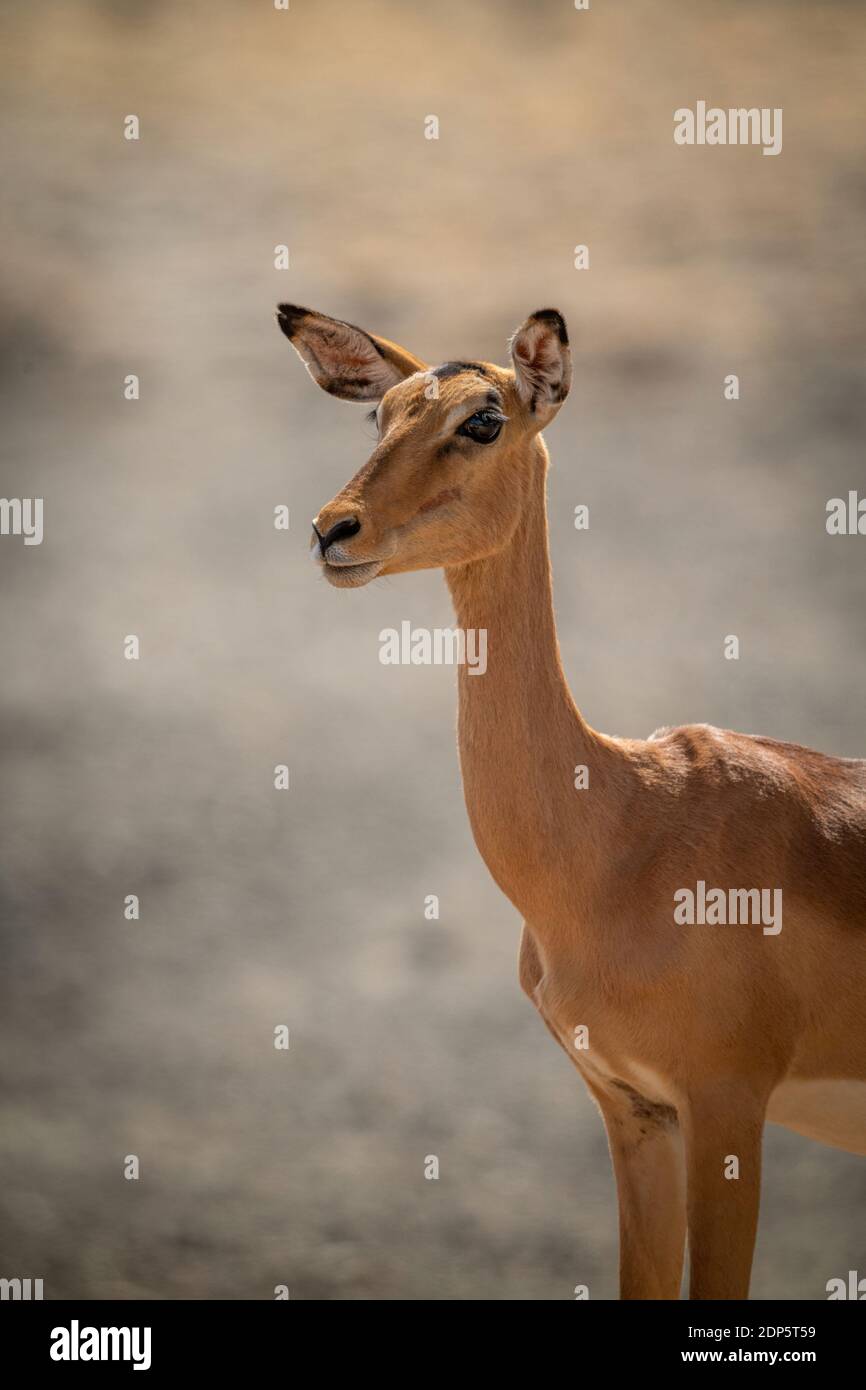 Close-up of female common impala in sunshine Stock Photo - Alamy