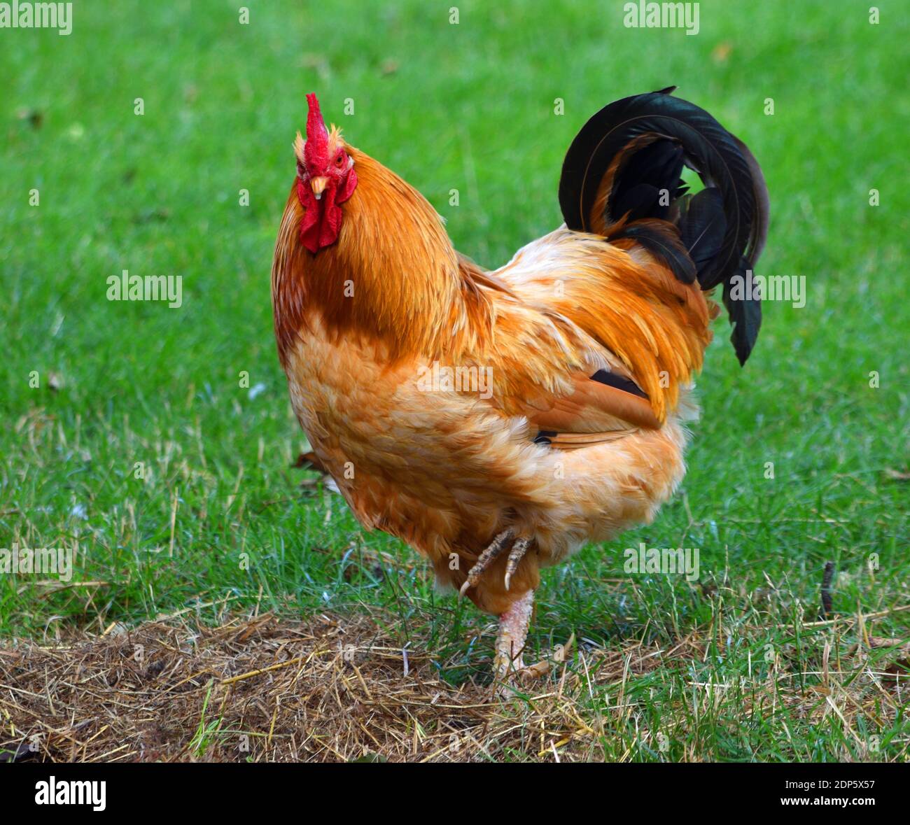 Red Rooster - Cockerel standing on one leg on grass Stock Photo - Alamy