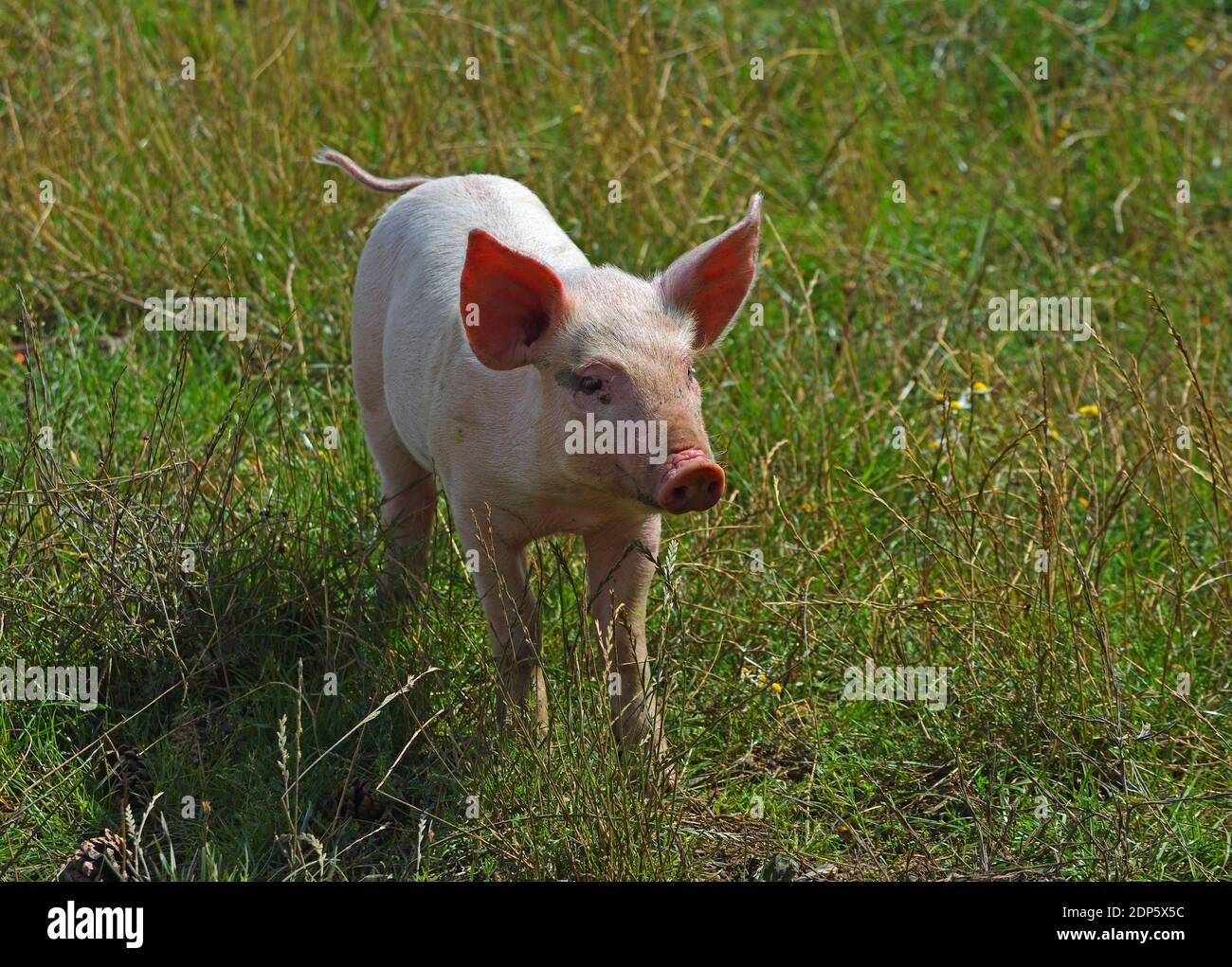 Cute White Piglet walking in long grass Stock Photo - Alamy