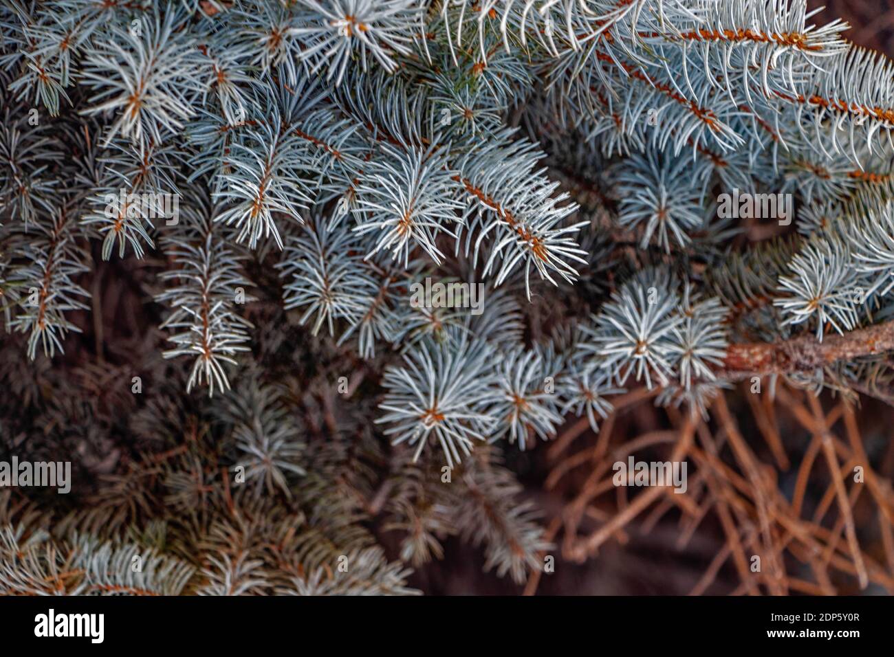 Coniferous tree hi-res stock photography and images - Alamy