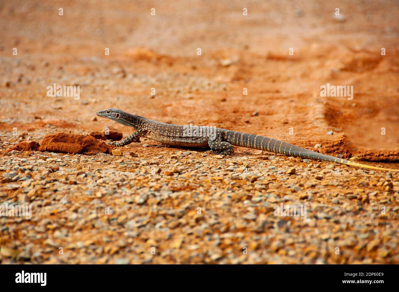 Sand Goanna (Bungarra) - Western Australia Stock Photo - Alamy