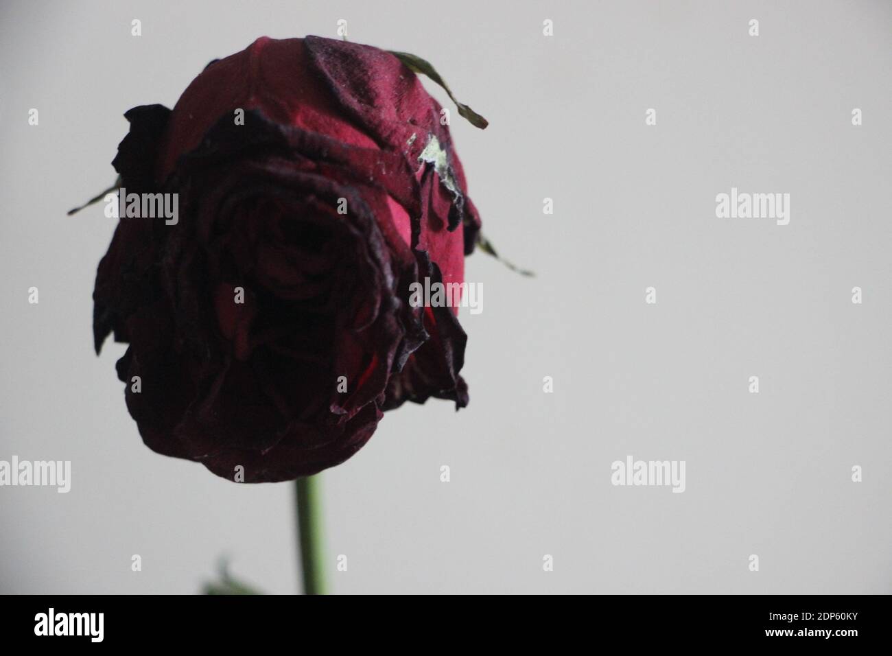 Fading rose flowers background. Falling petals. Funeral flowers ...