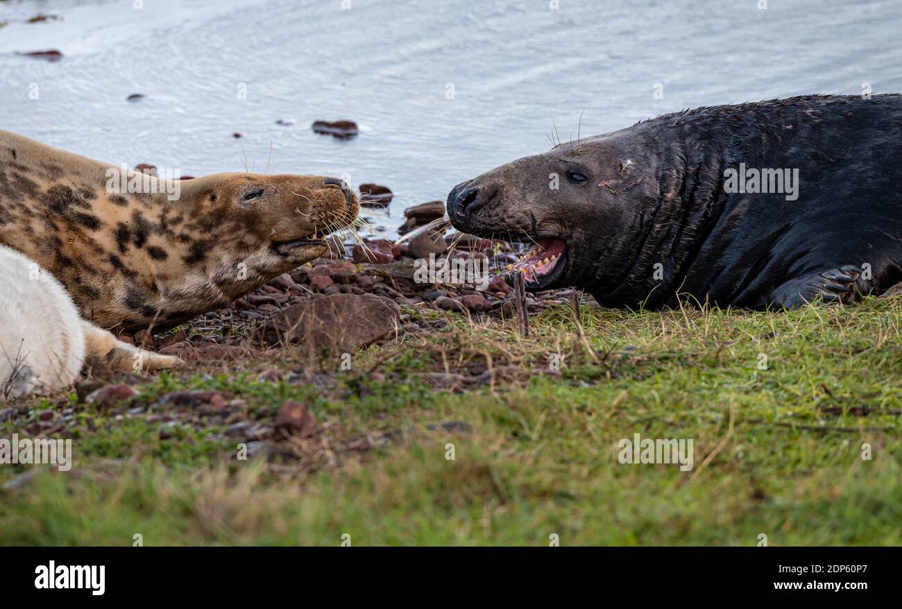 A Male Grey seal approaches a female grey seal causing aggression, St ...