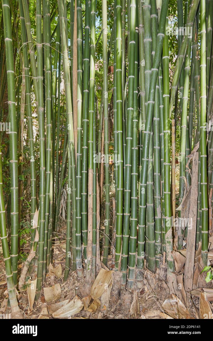 Natural Portrait Bamboo Tree in Bamboo Forest and Dry Leaves and Twigs ...