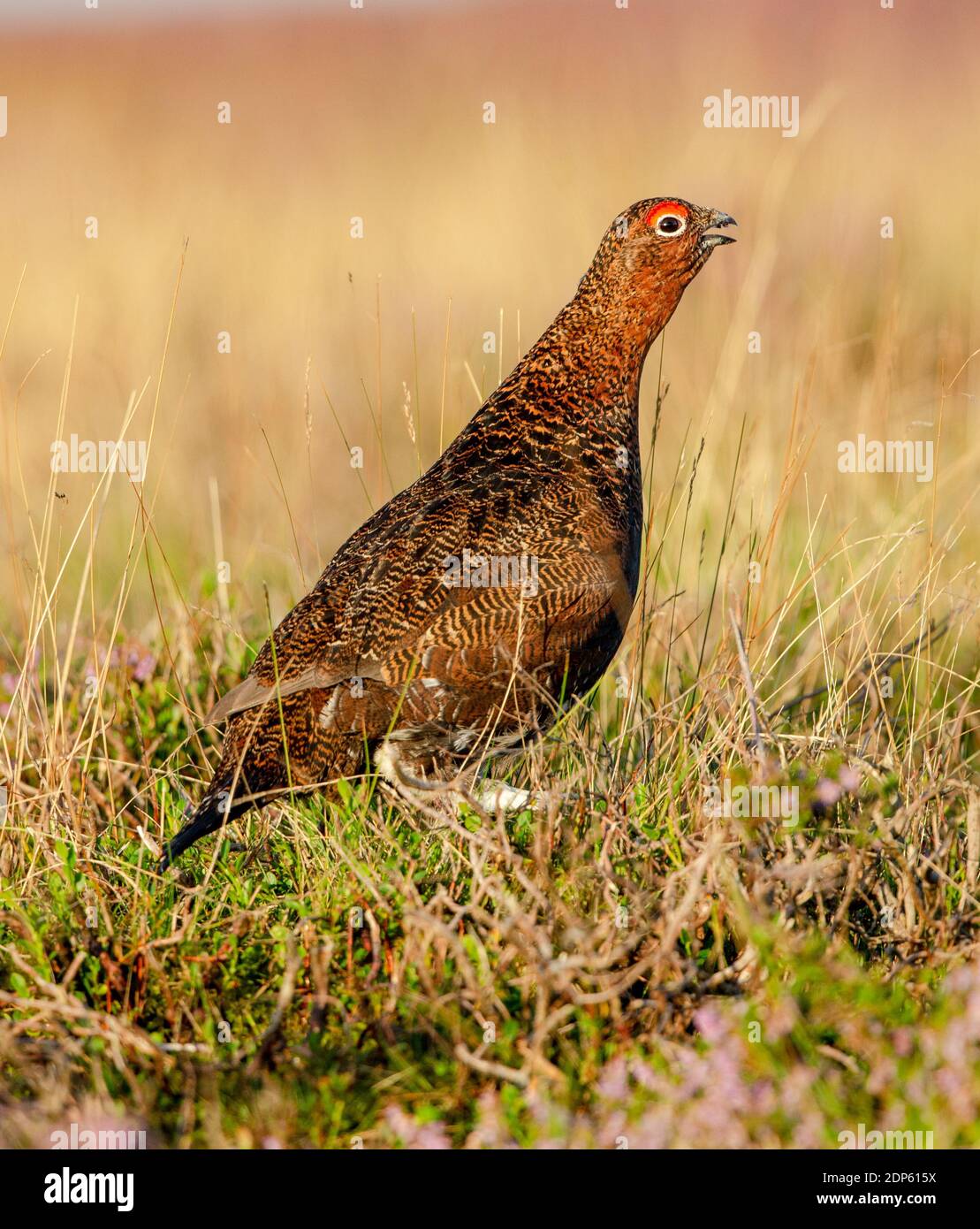 Vertical shooting hi-res stock photography and images - Alamy