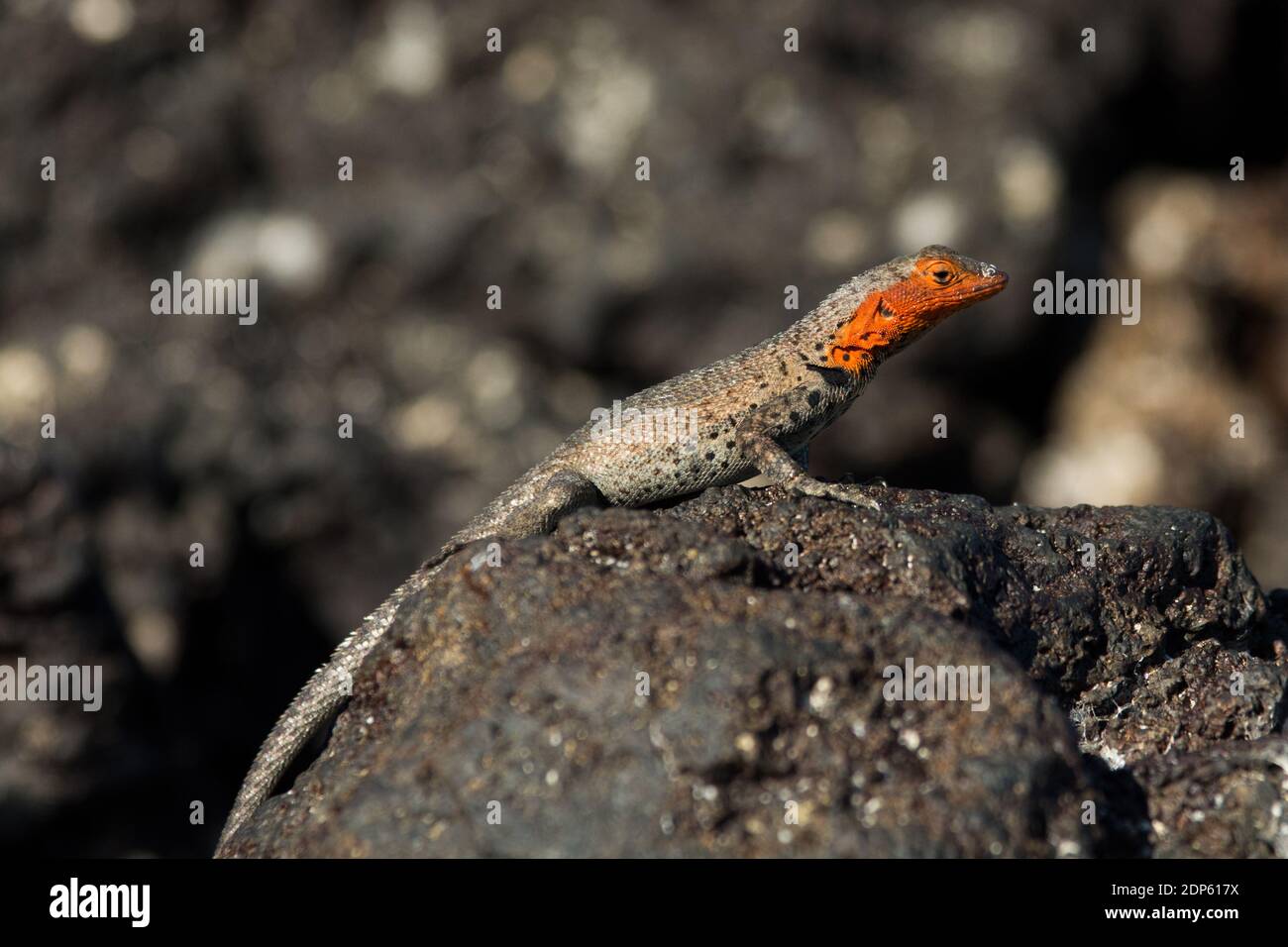 Galápagos lava lizard at Sullivan Bay on Santiago Island at the ...