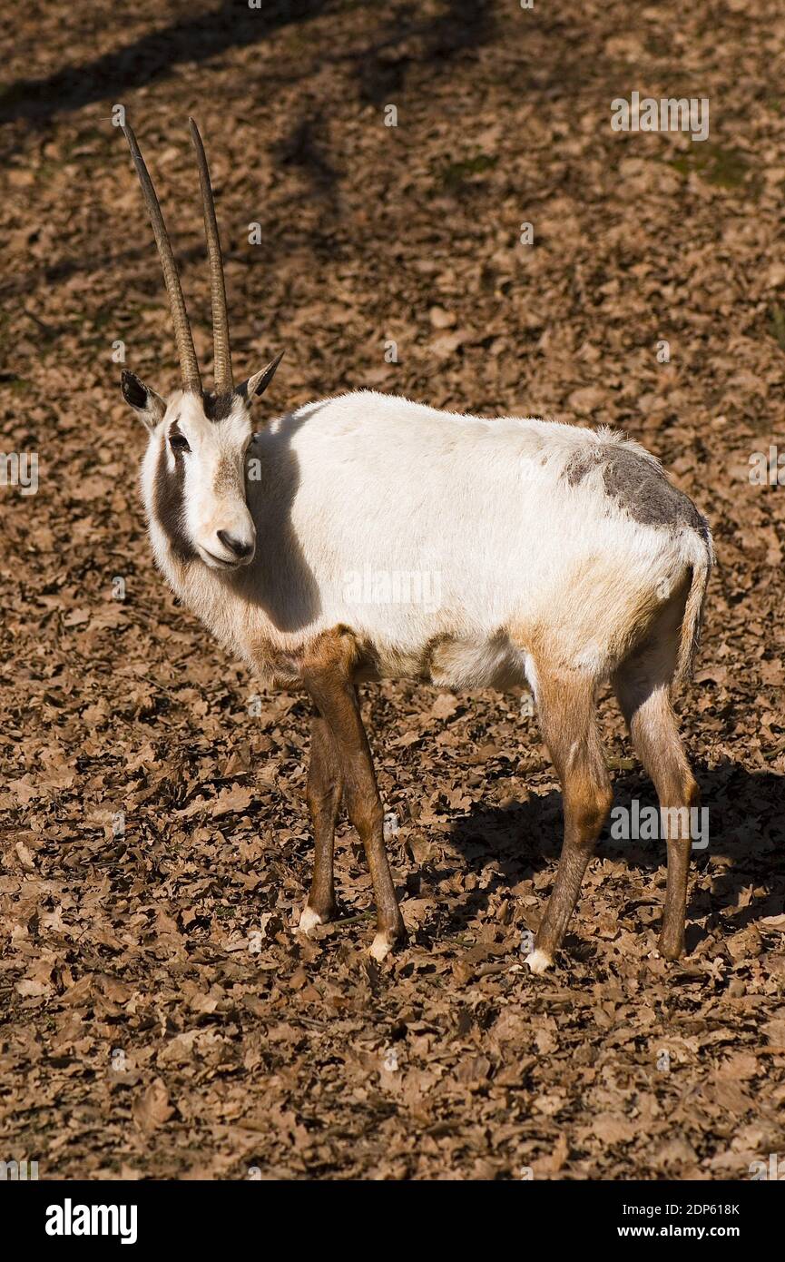 Arabian oryx antelope hi-res stock photography and images - Alamy