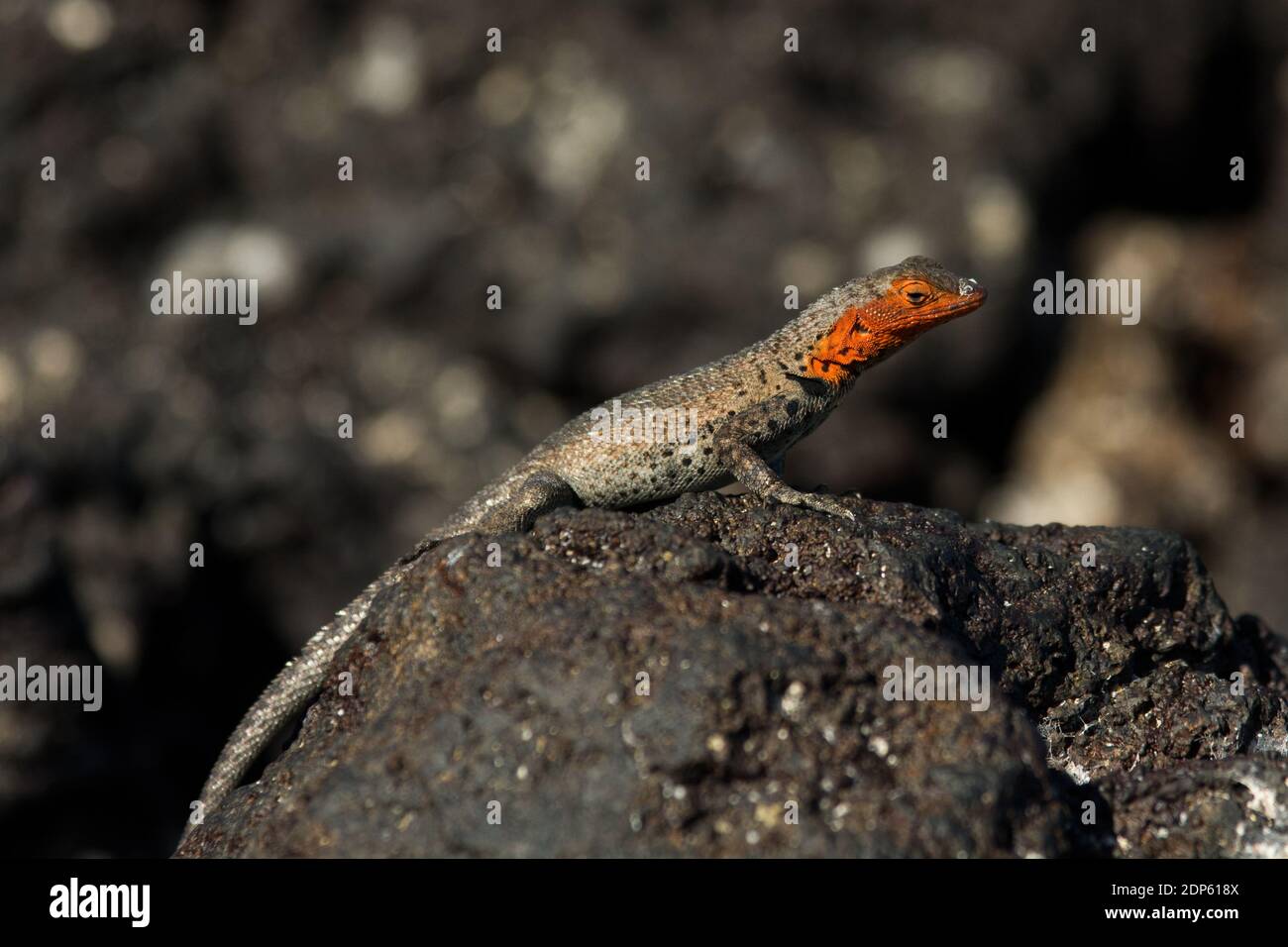 Galápagos lava lizard at Sullivan Bay on Santiago Island at the ...