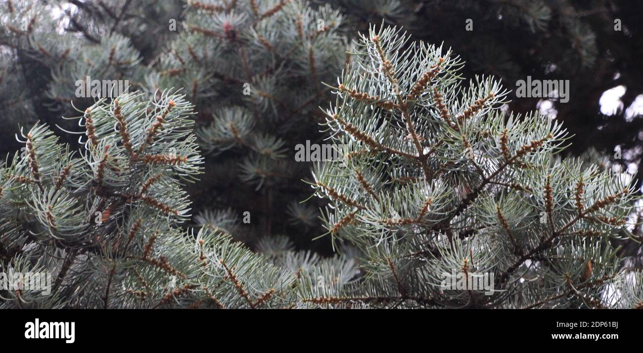 Blue spruce branches with the scientific name Picea pungens, is a ...