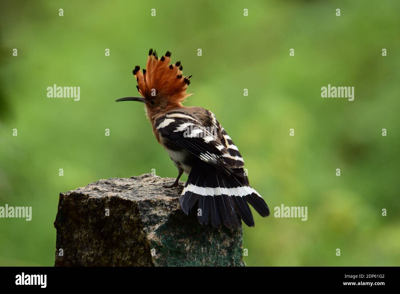 Hoopoe about to fly into the green Stock Photo - Alamy