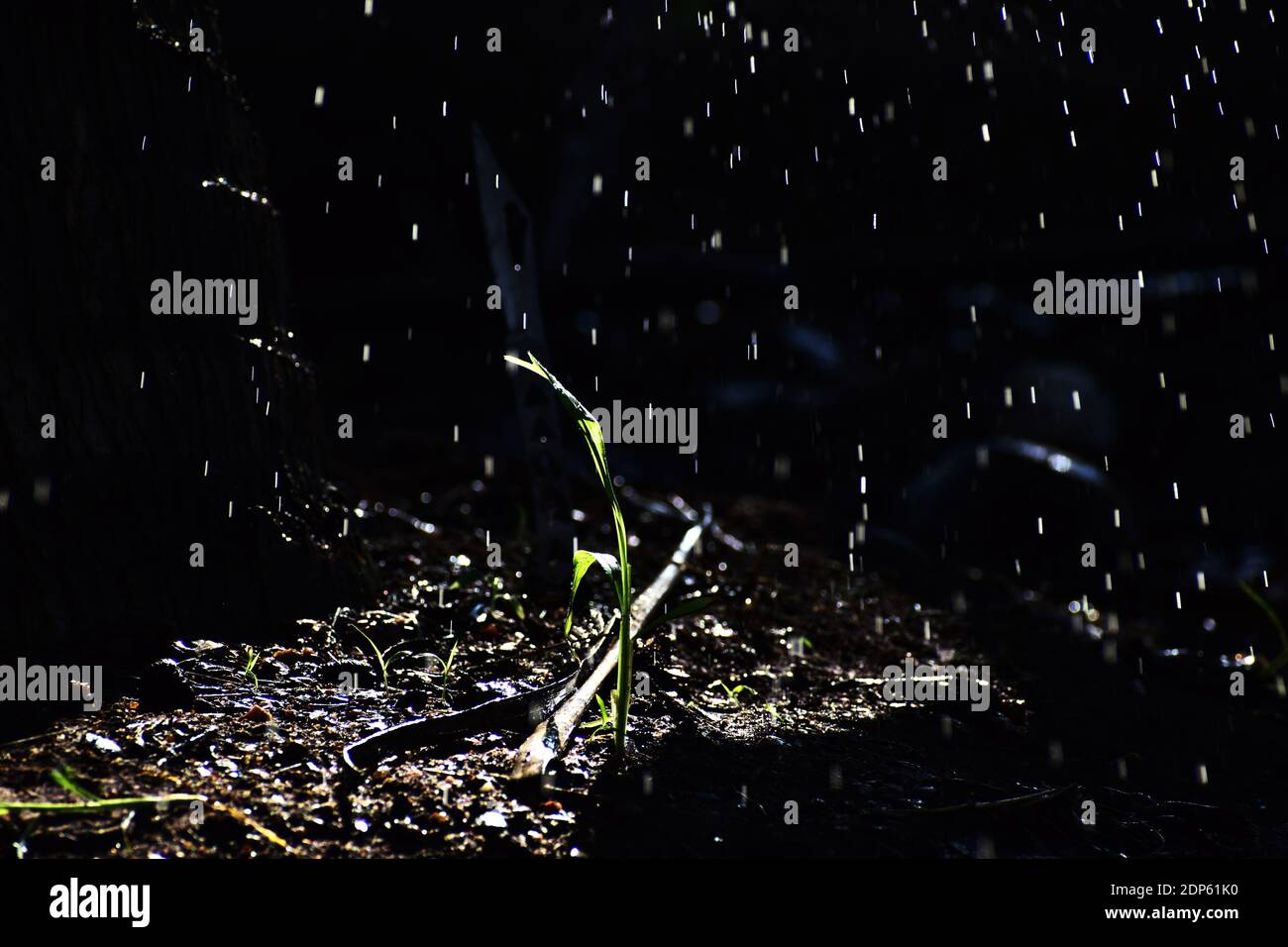 Pore art hi-res stock photography and images - Alamy