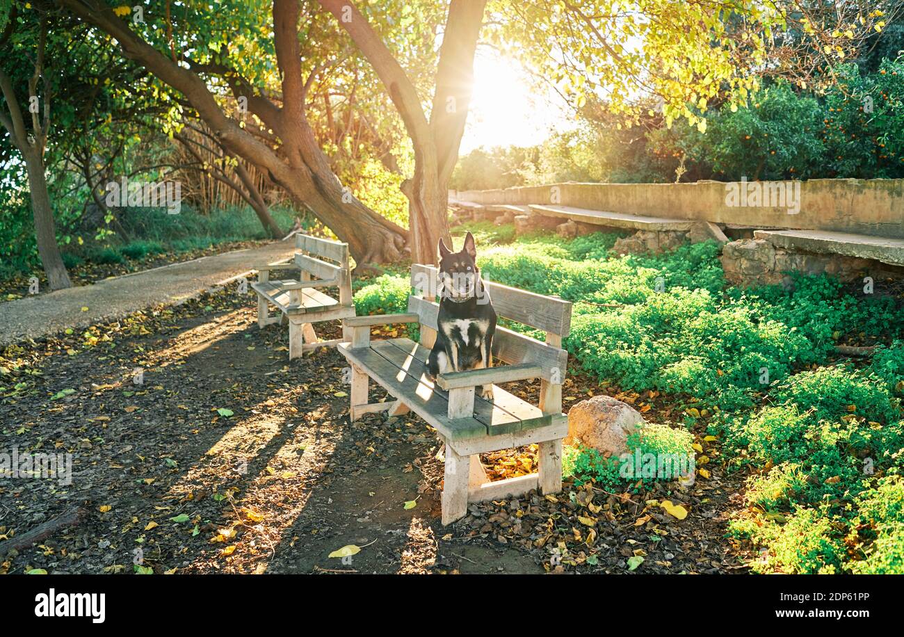 A Portrait of a dog sitting on the bench in a park at sunset Stock ...