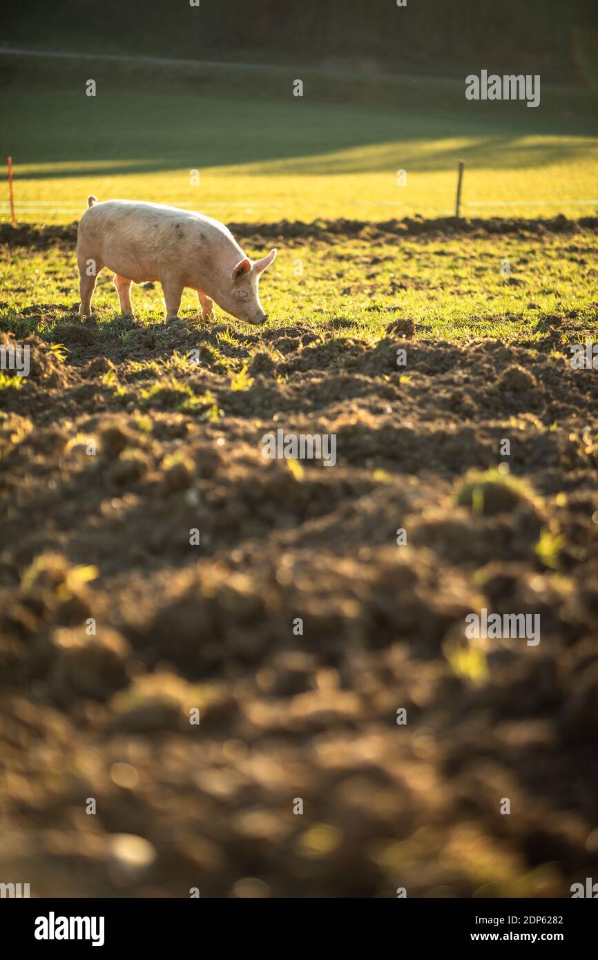 Pigs eating on a meadow in an organic meat farm Stock Photo - Alamy