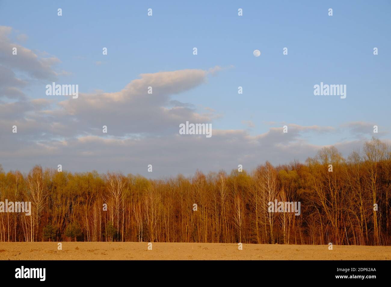 Small moon in the evening sky over the forest. Landscape Stock Photo ...