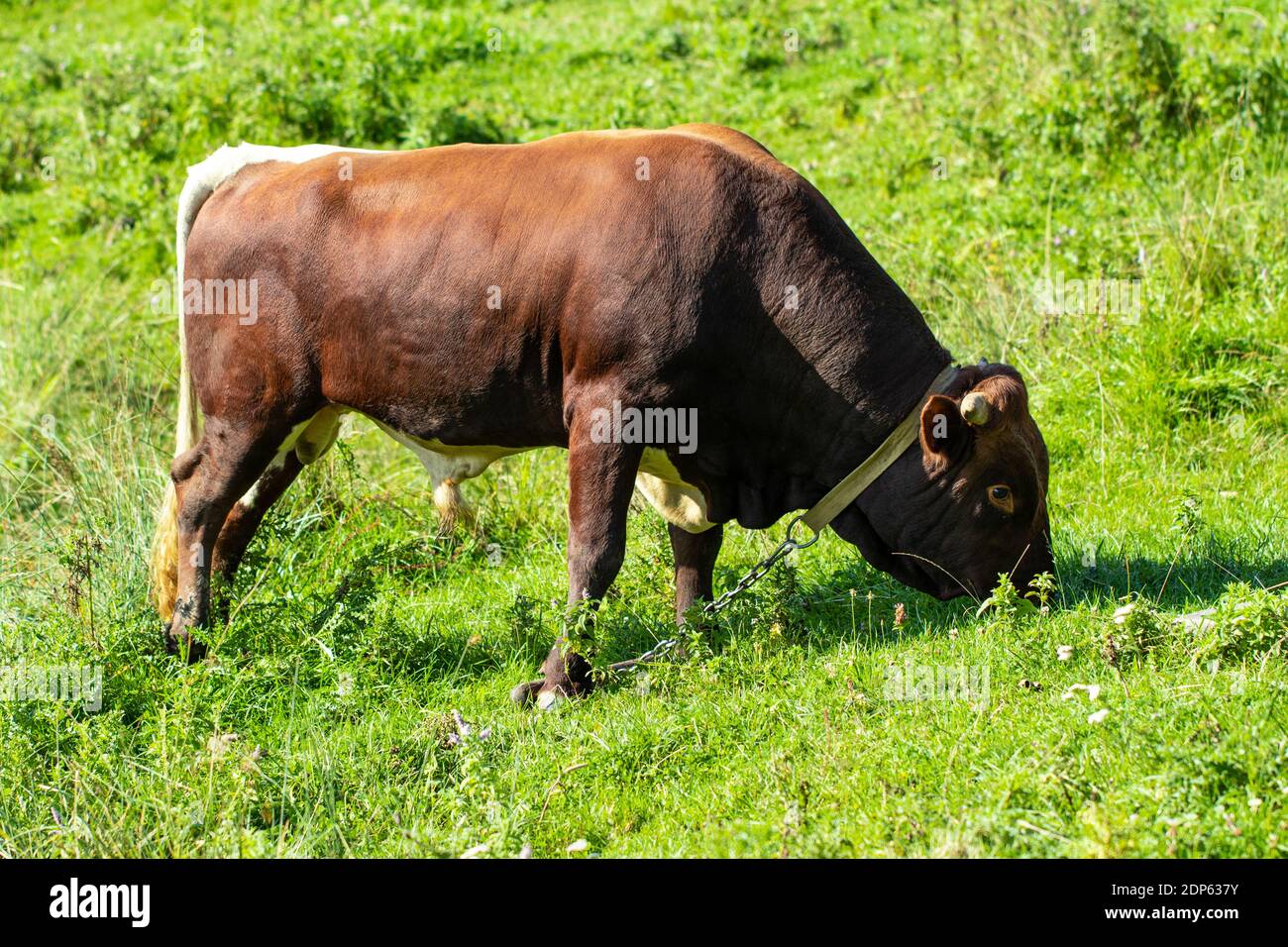 Portrait of a large beautiful bull, brown in color, standing in a field ...