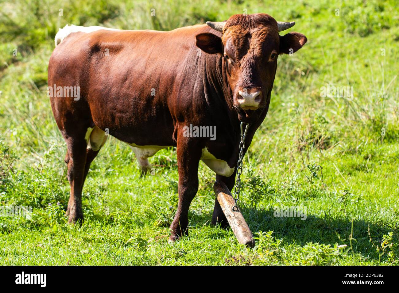 Portrait of a large beautiful bull, brown in color, standing in a field ...