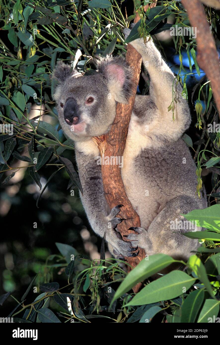 Koala, phascolarctos cinereus Stock Photo - Alamy