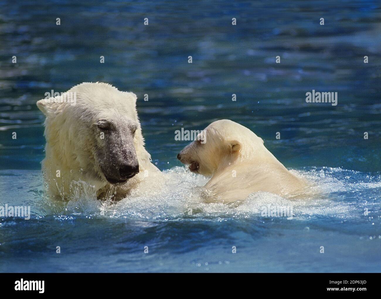 Polar bear cub swimming hi-res stock photography and images - Alamy