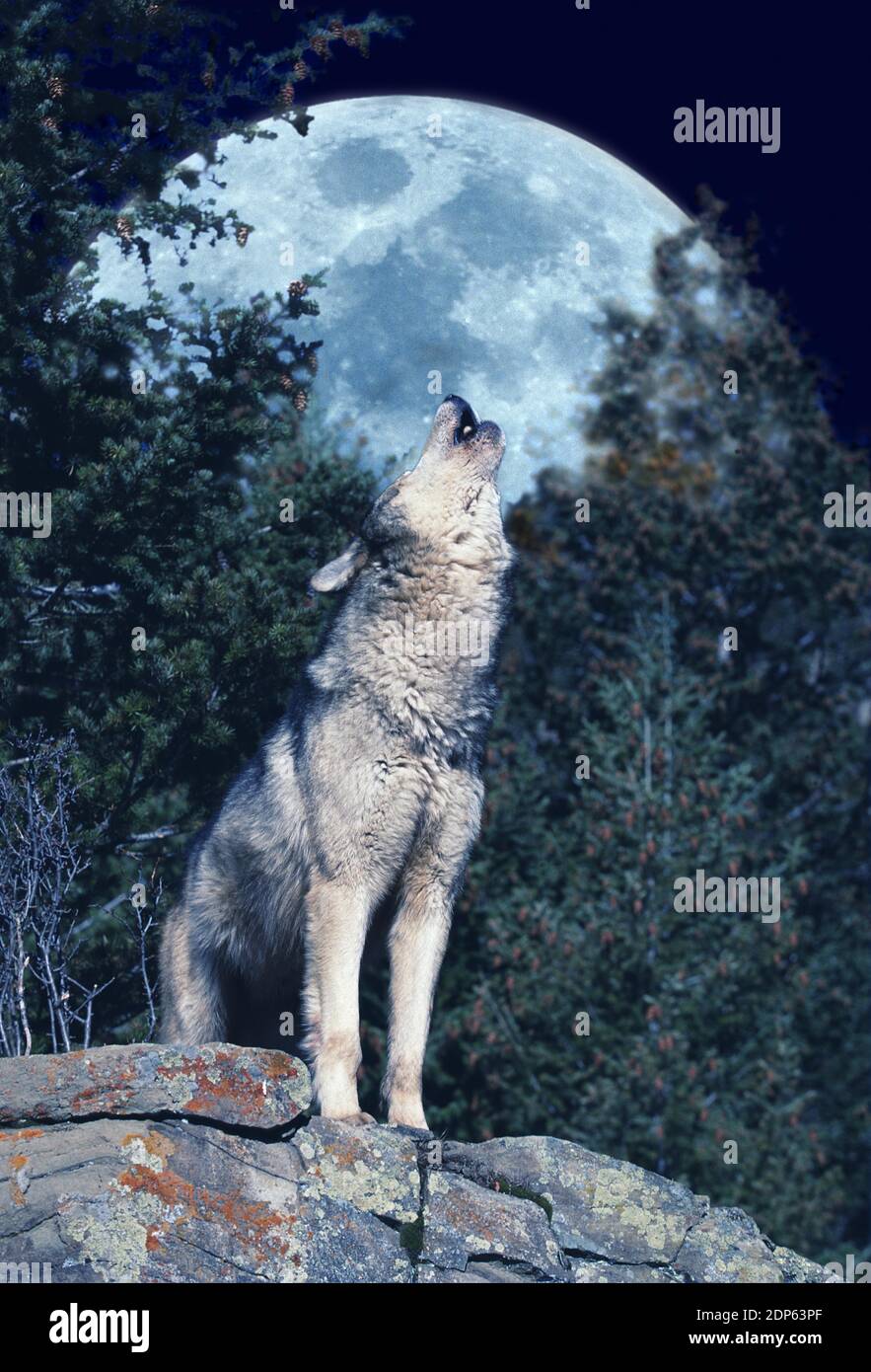 European Wolf, canis lupus, Adult Howling at the Moon Stock Photo - Alamy
