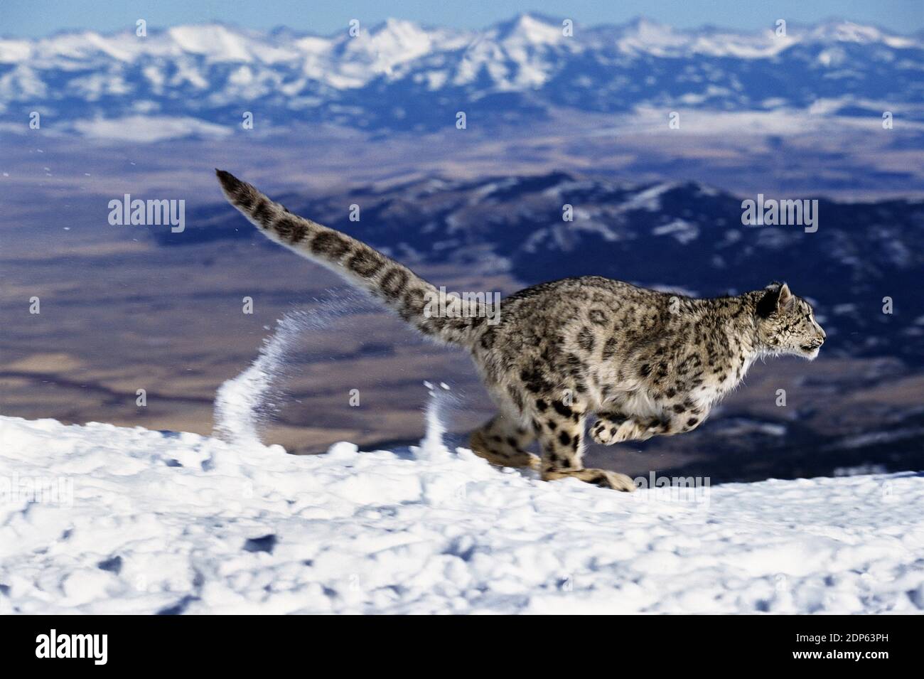 Snow leopard cut out hi-res stock photography and images - Alamy