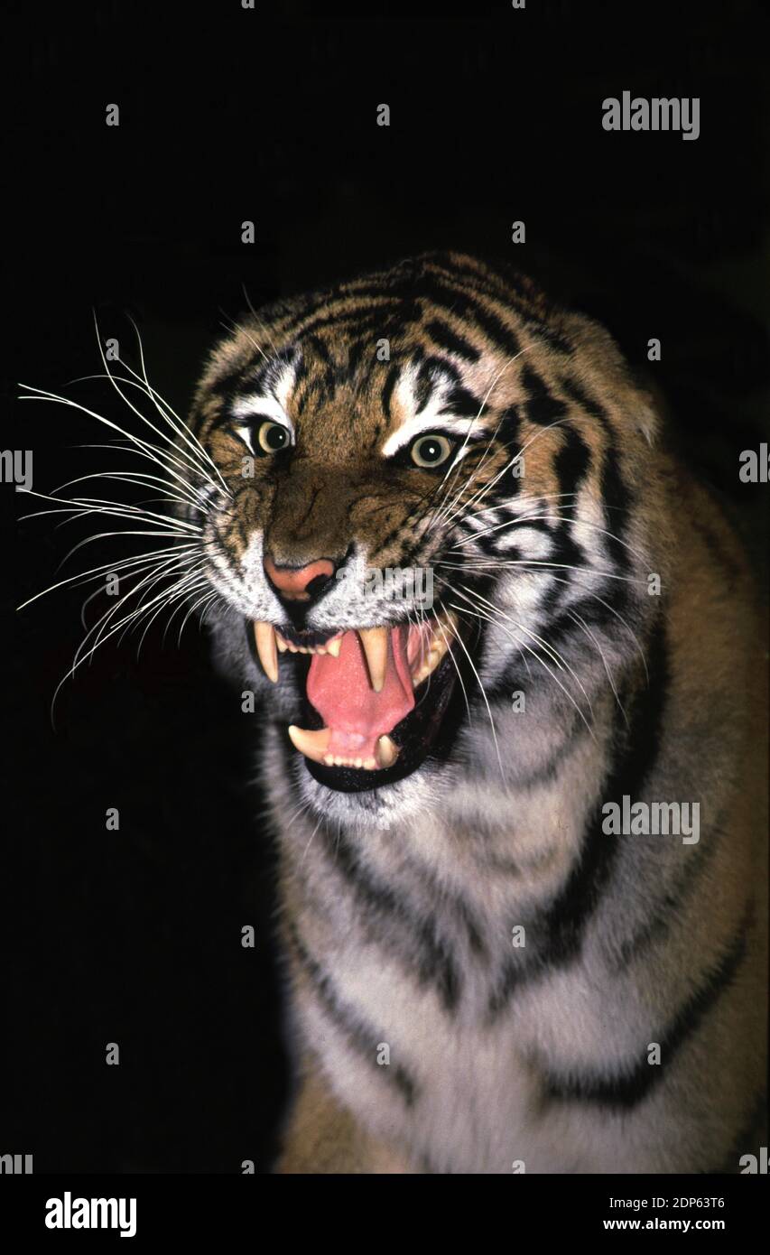 Siberian Tiger, panthera tigris altaica, Adult Snarling in Defensive Posture Stock Photo - Alamy
