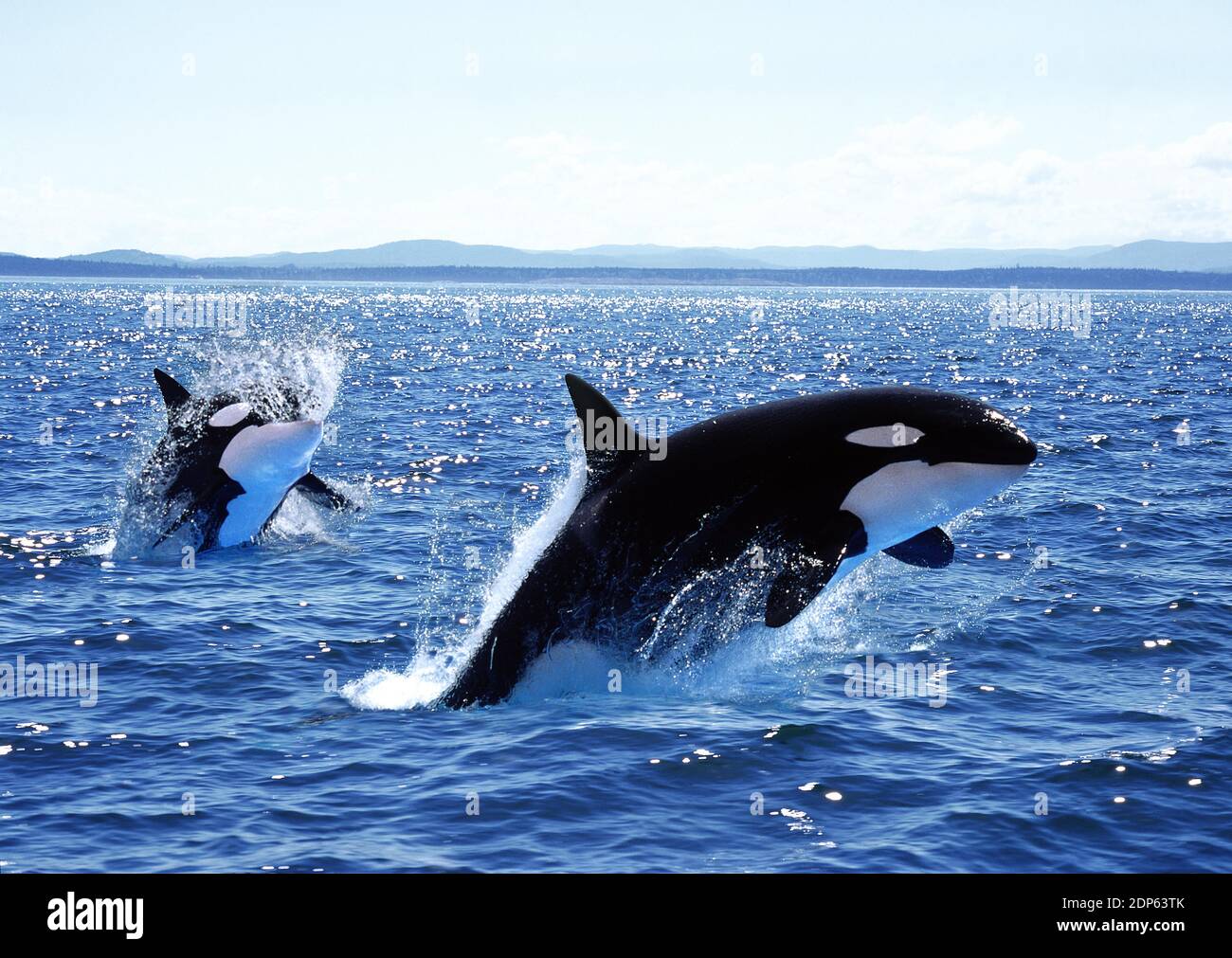 Killer Whale, orcinus orca, Mother and Calf Leaping, Canada Stock Photo ...