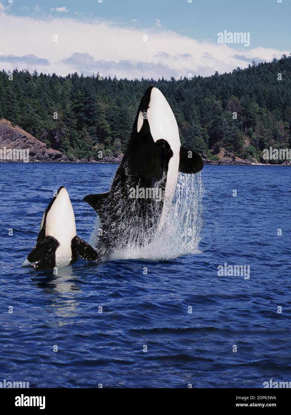 Killer Whale, orcinus orca, Mother and Calf Leaping, Canada Stock Photo ...