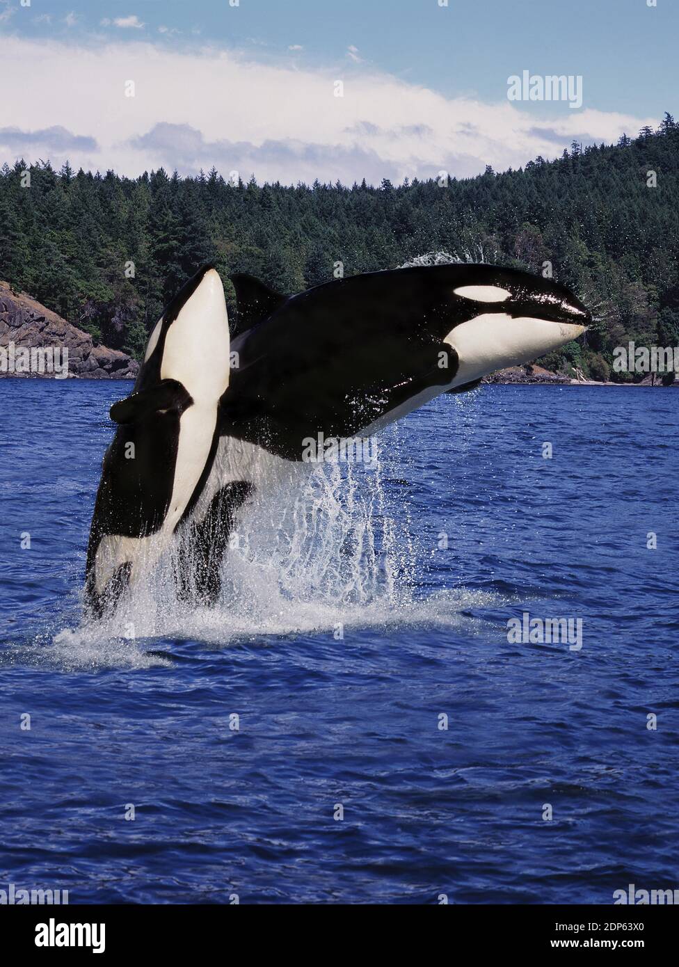 Killer Whale, orcinus orca, Mother and Calf Leaping, Canada Stock Photo ...