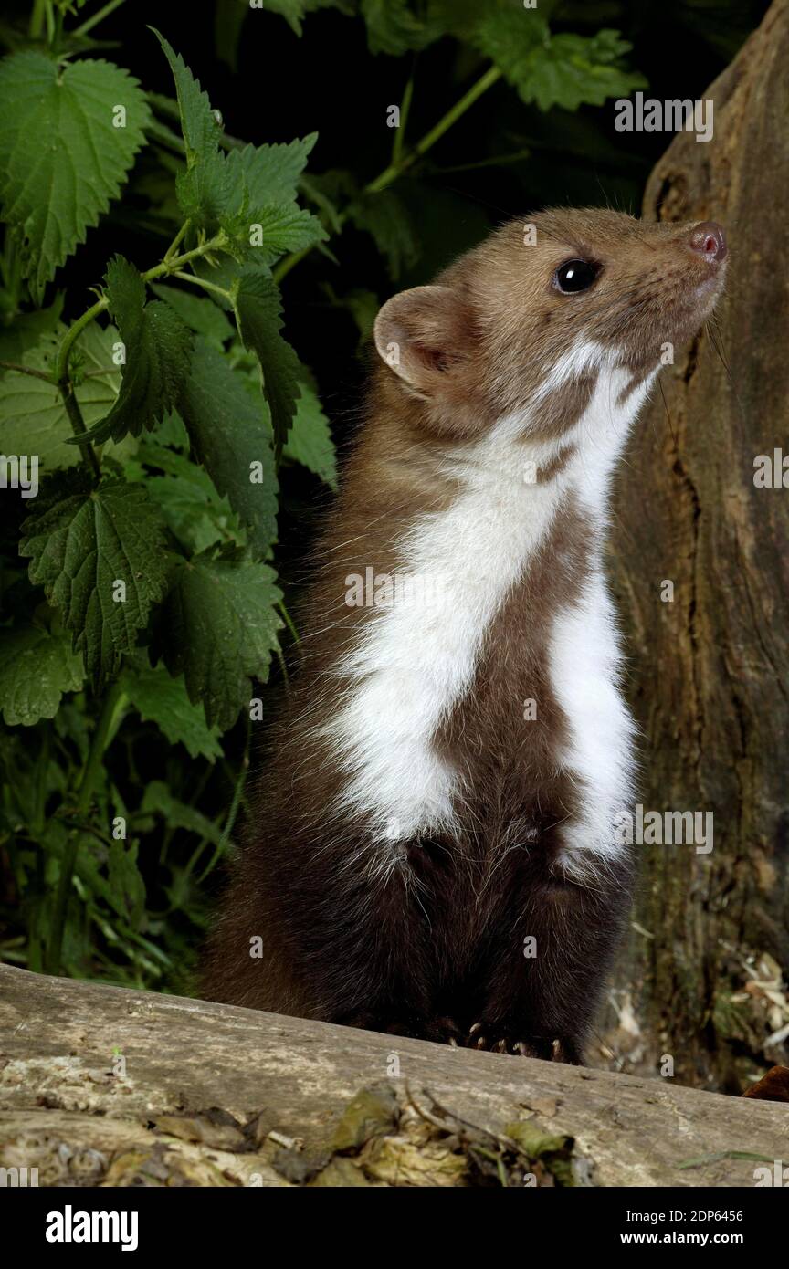 Stone Marten or Beech Marten, martes foina, Normandy Stock Photo - Alamy