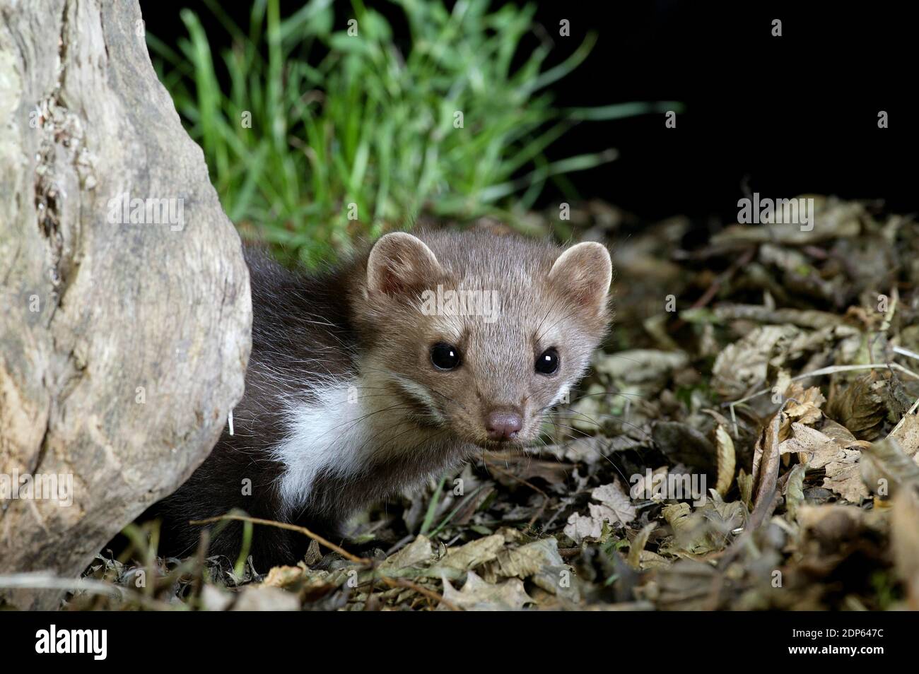 Stone Marten or Beech Marten, martes foina, Normandy Stock Photo - Alamy