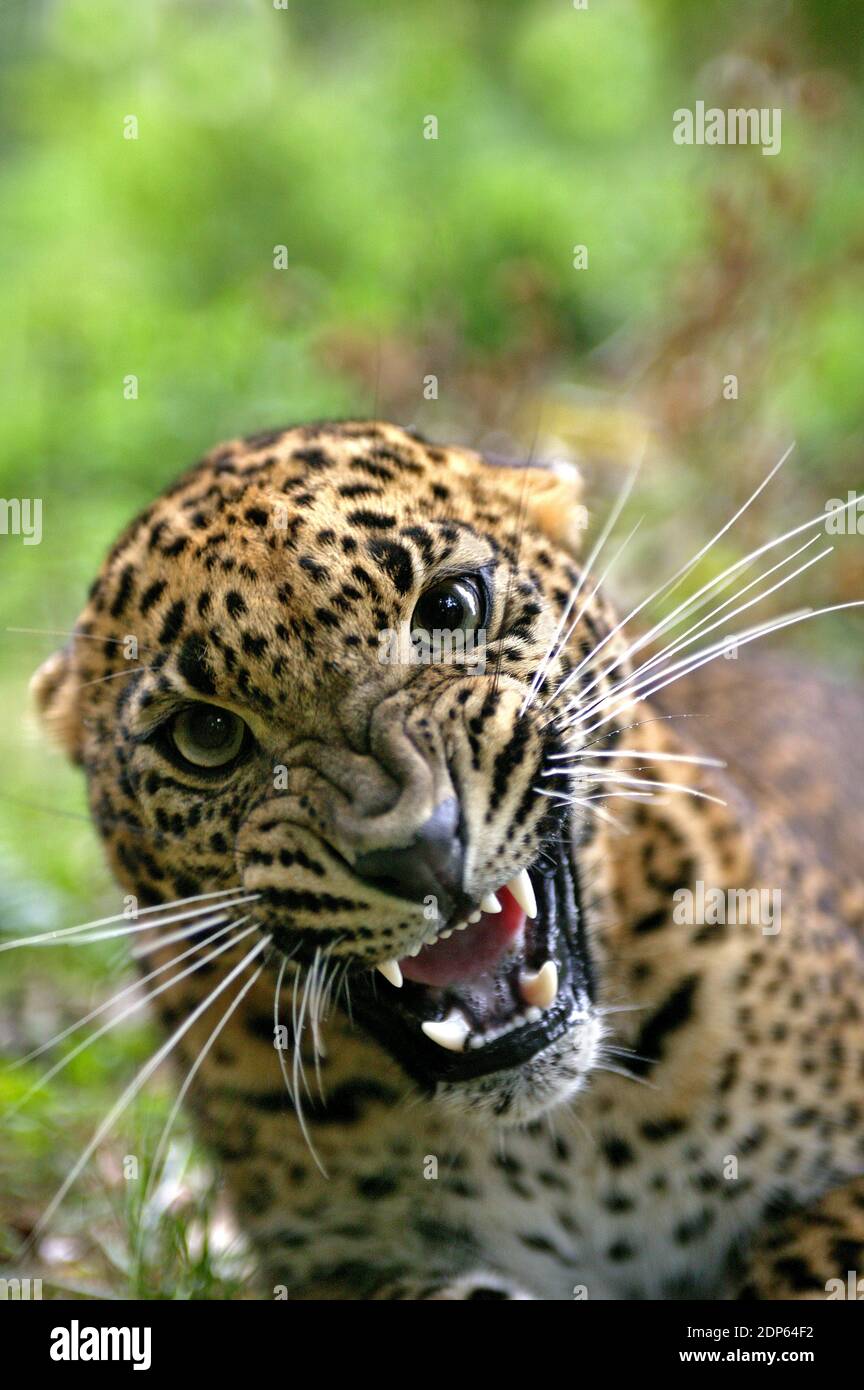 Sri Lankan Leopard, panthera pardus kotiya, Snarling, Defensive Posture ...