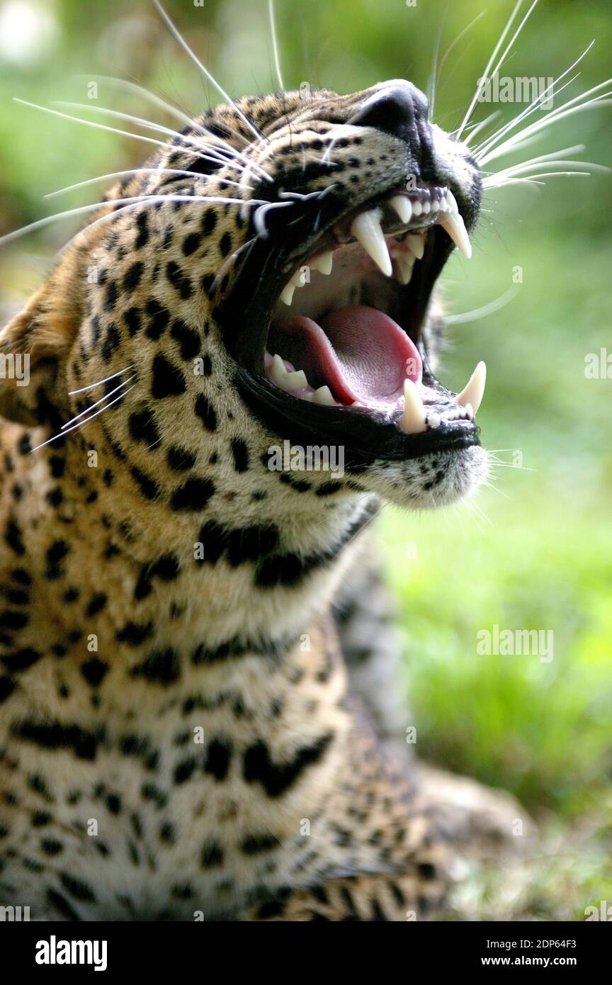 Sri Lankan Leopard, panthera pardus kotiya, Snarling, Defensive Posture ...