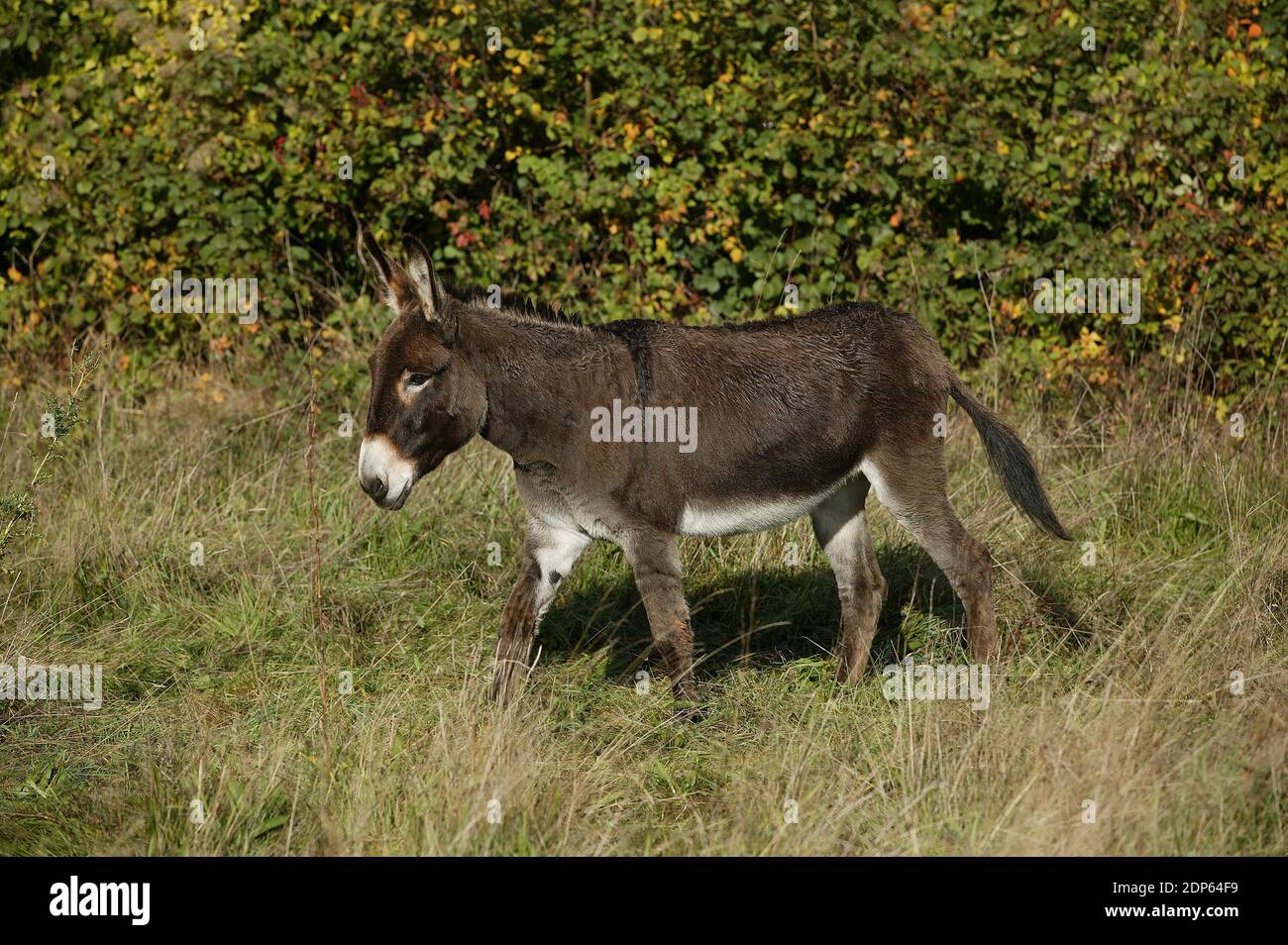 Normandy Donkey High Resolution Stock Photography and Images - Alamy